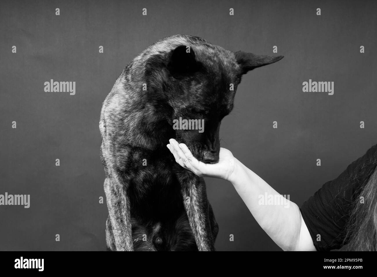 Human hands dog Black and White Stock Photos & Images - Alamy