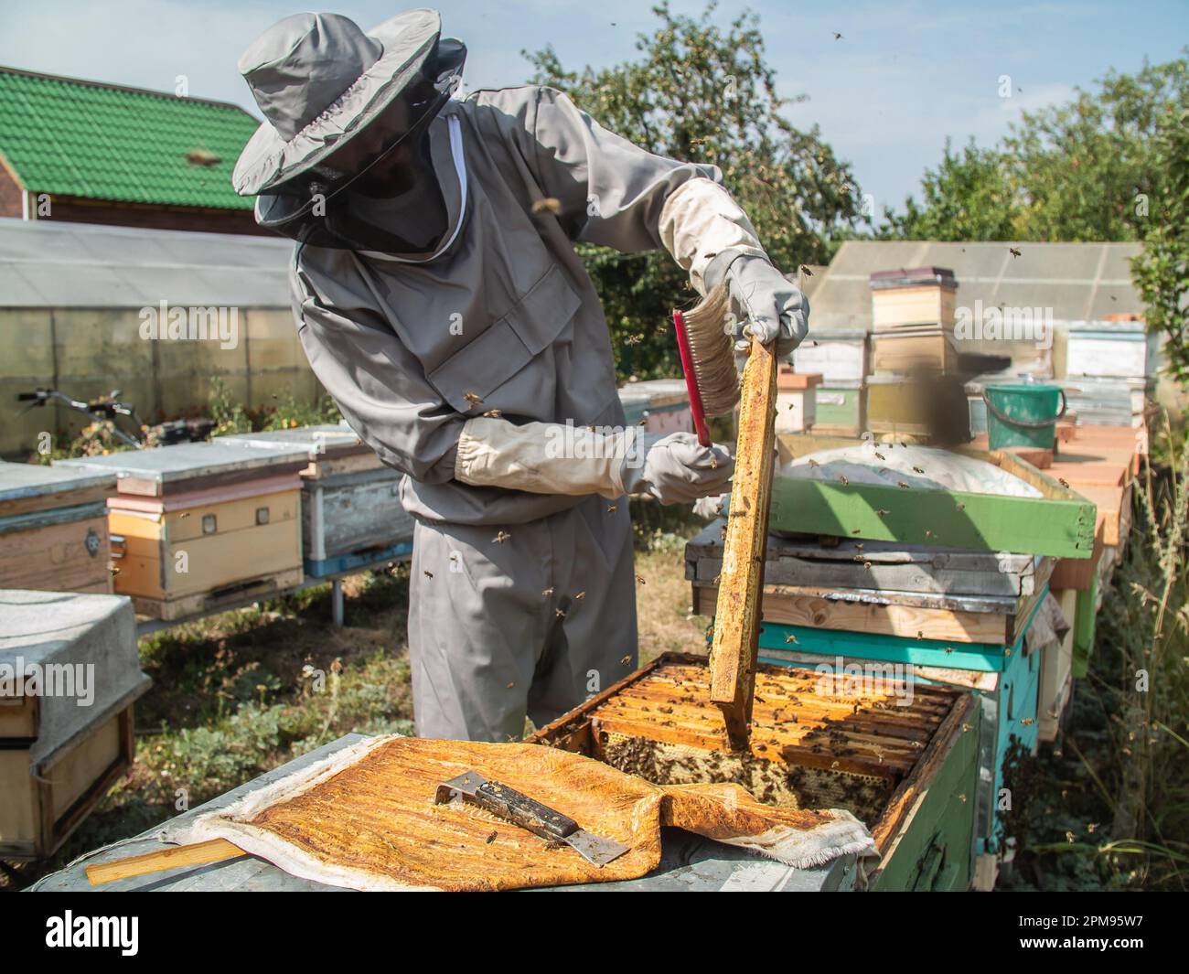 Beekeeper removing honeycomb from beehive. Person in beekeeper suit ...