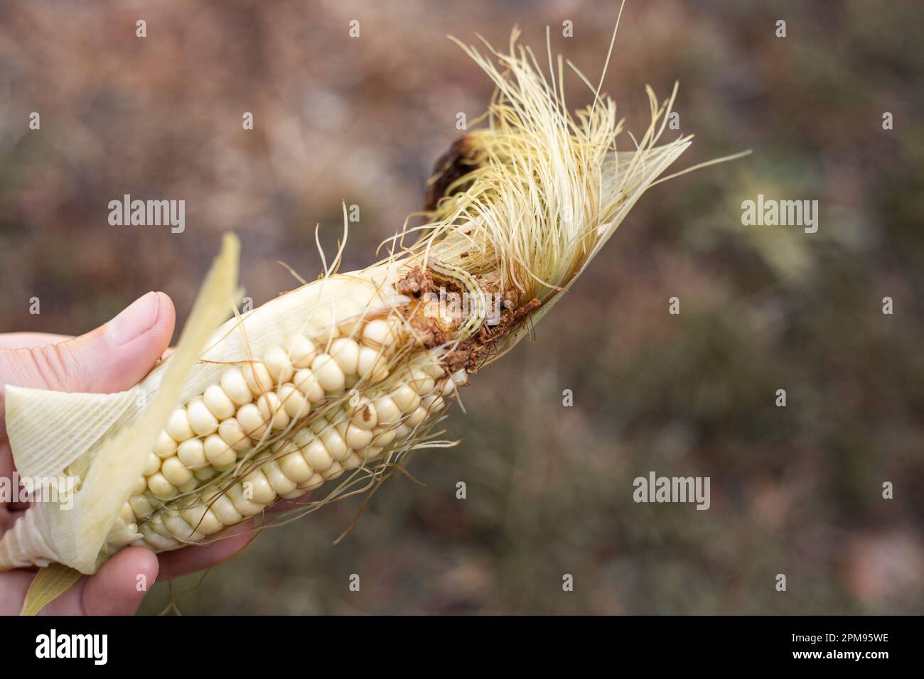 a large caterpillar eats an ear of corn. Sick plant. Spoiled crop Stock ...