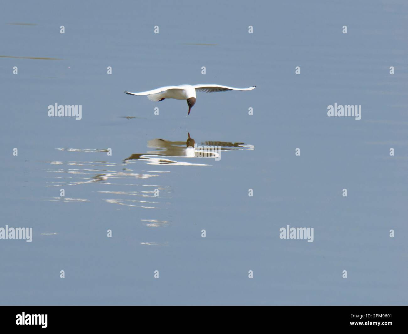 Black Headed Gull - catching flies on lake Chroicocephalus ridibundus ...