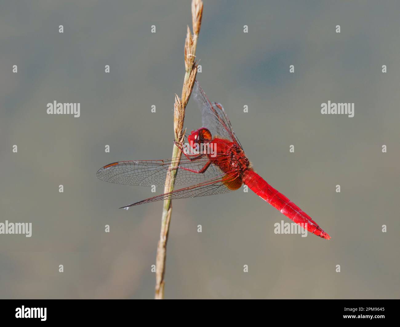 Scarlet darters hi-res stock photography and images - Alamy