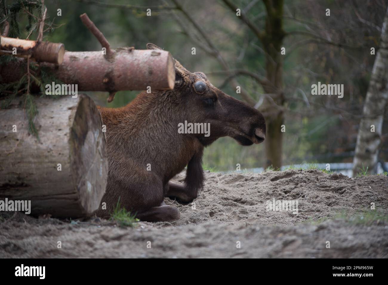 alcune belle alci si riposano Stock Photo - Alamy