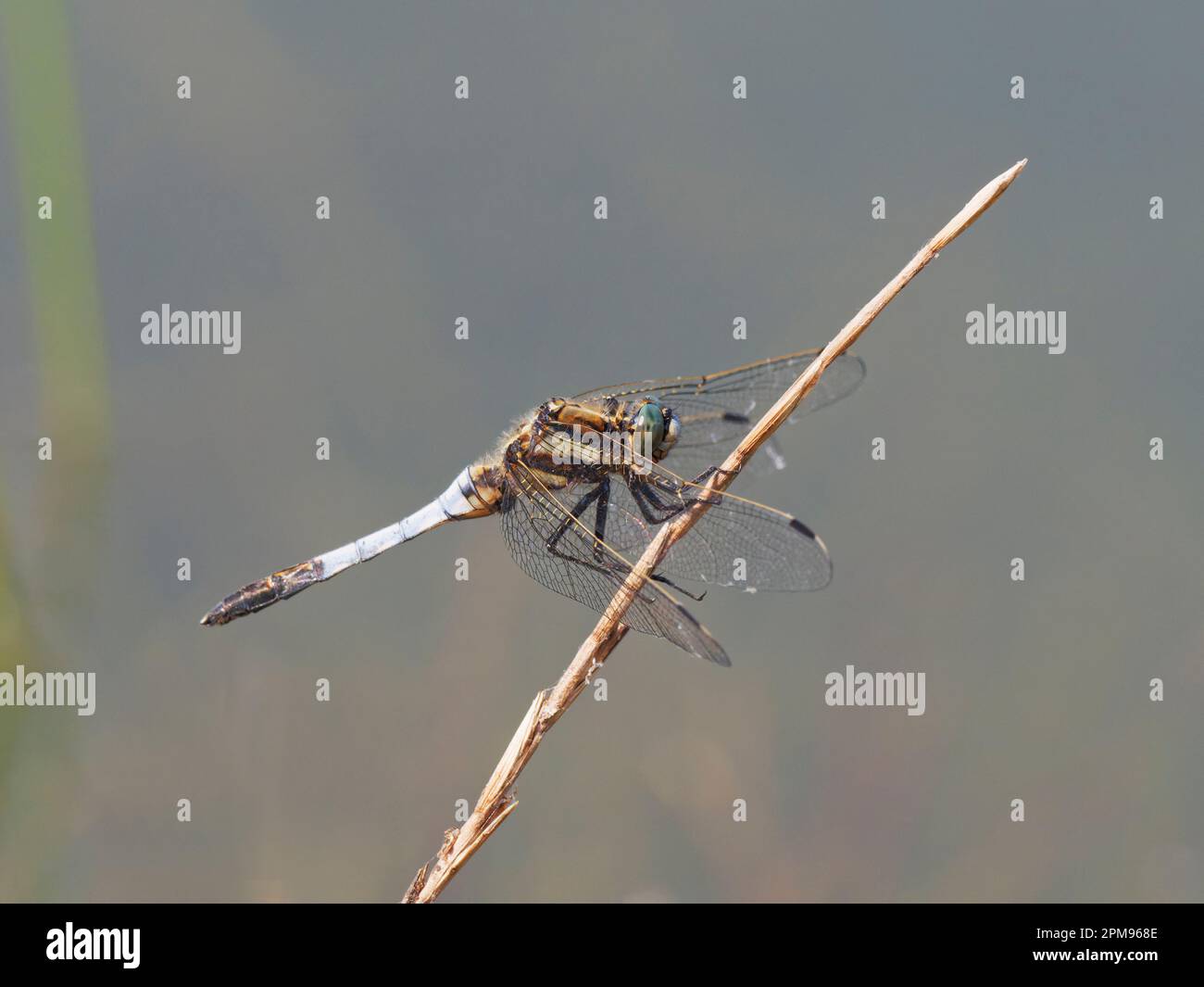 Black Tailed Skimmer - male at rest Orthetrum cancellatum Bulgaria ...