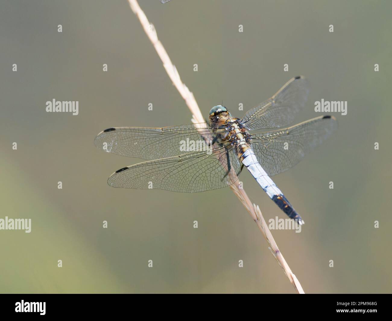 Black Tailed Skimmer - male at rest Orthetrum cancellatum Bulgaria ...