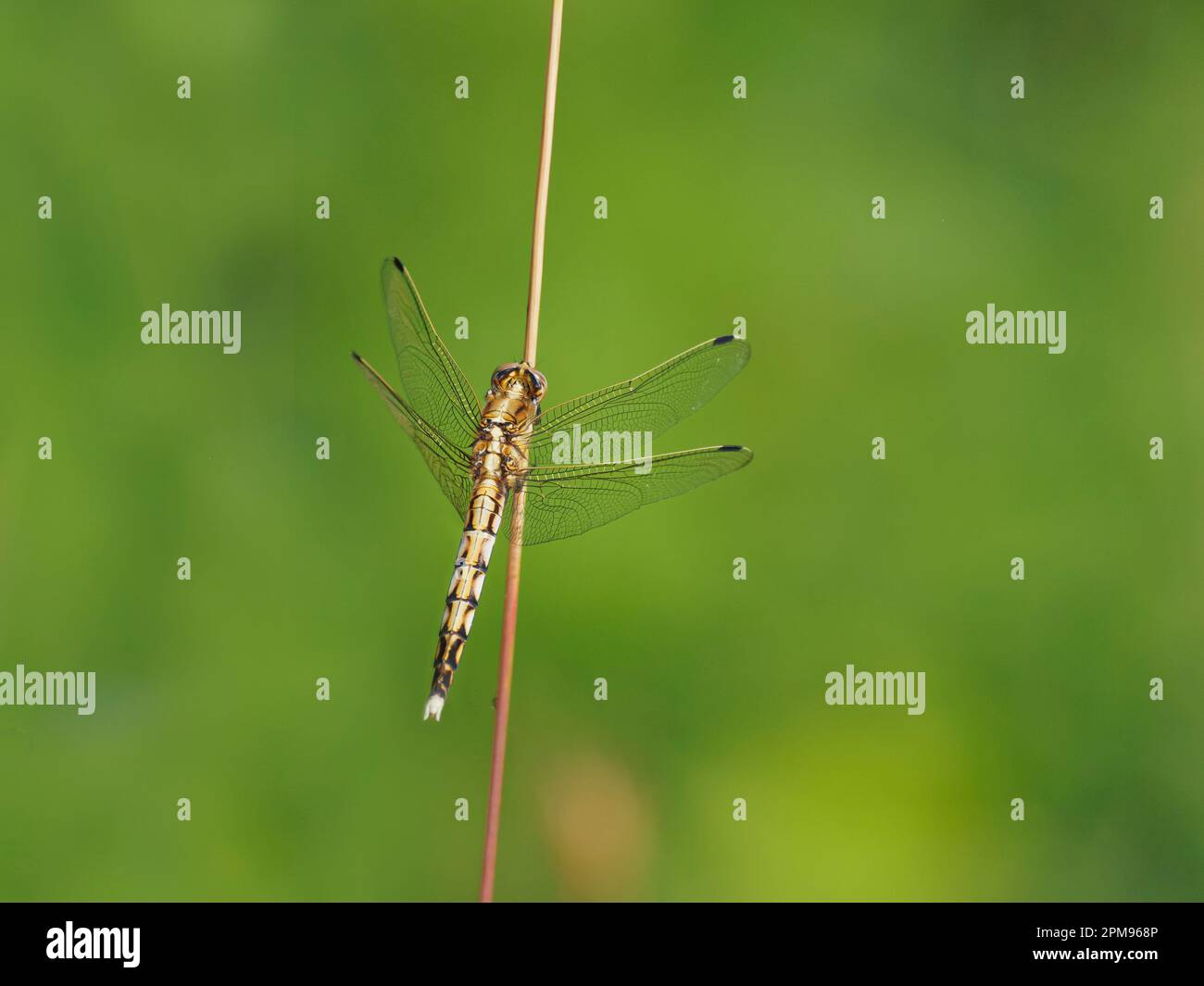 Black Tailed Skimmer - female at rest Orthetrum cancellatum Bulgaria ...