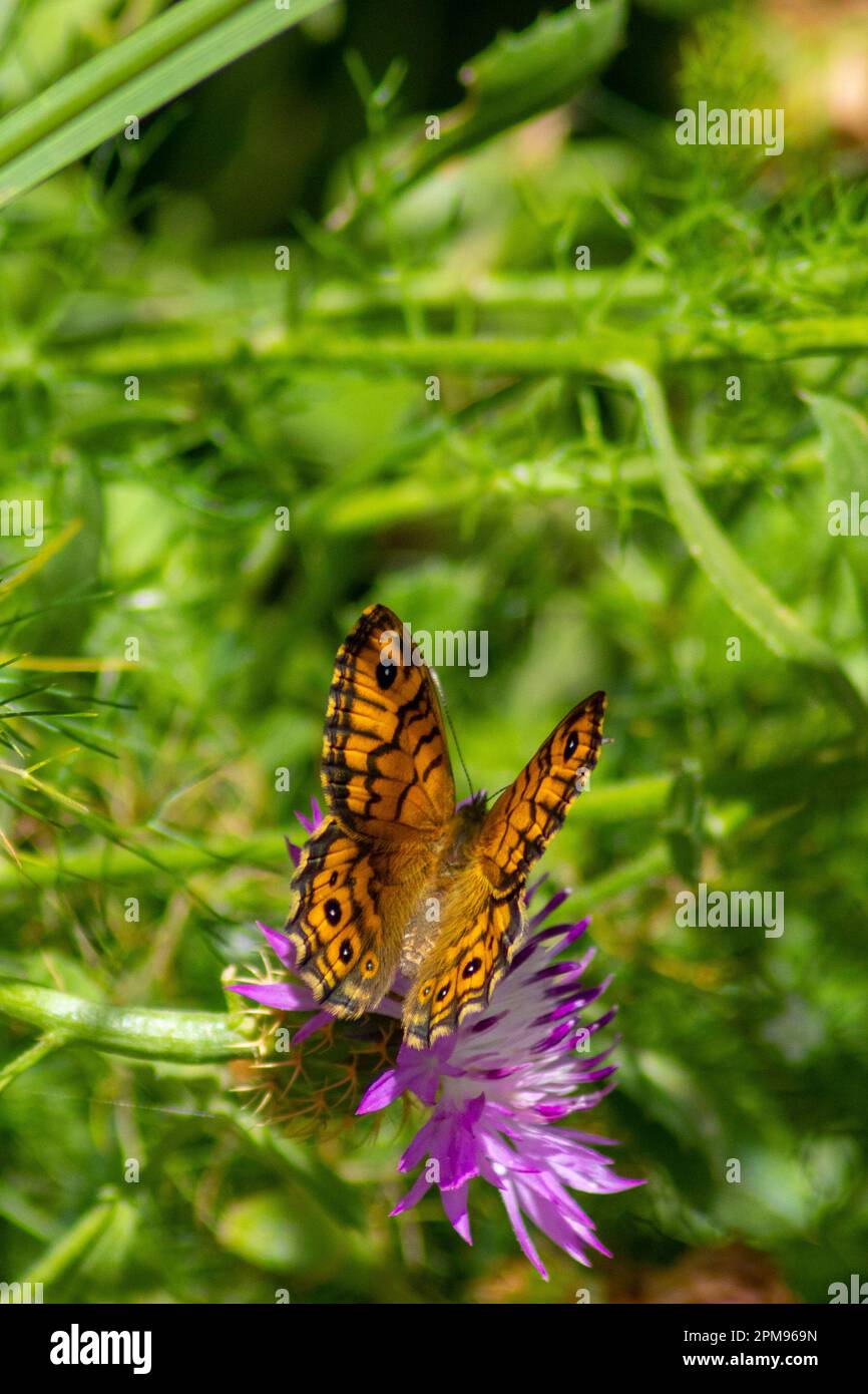 Lasiommata maera, Large Wall Brown Butterfly, with copy space and a ...