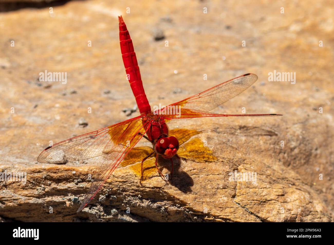 Trithemis kirby, Kirby's Dropwing Dragonfly Stock Photo - Alamy