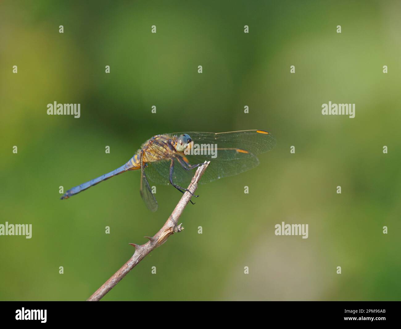 Keeled Skimmer - male at rest Orthetrum coerulescens Bulgaria IN003748 ...