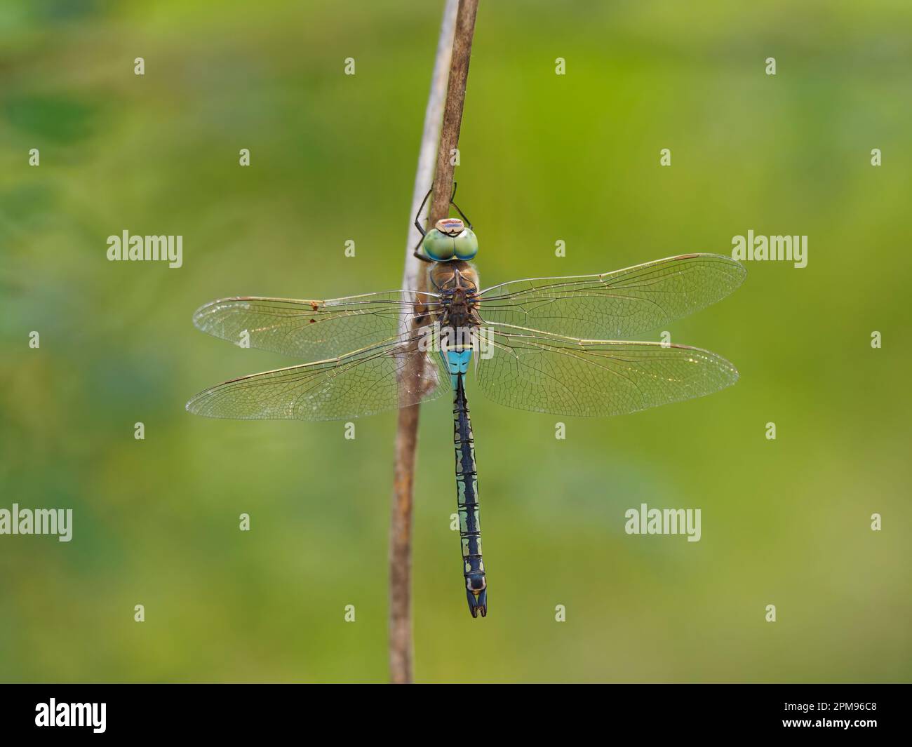 Lesser Emperor Dragonfly Anax parthenope Bulgaria IN003818 Stock Photo ...