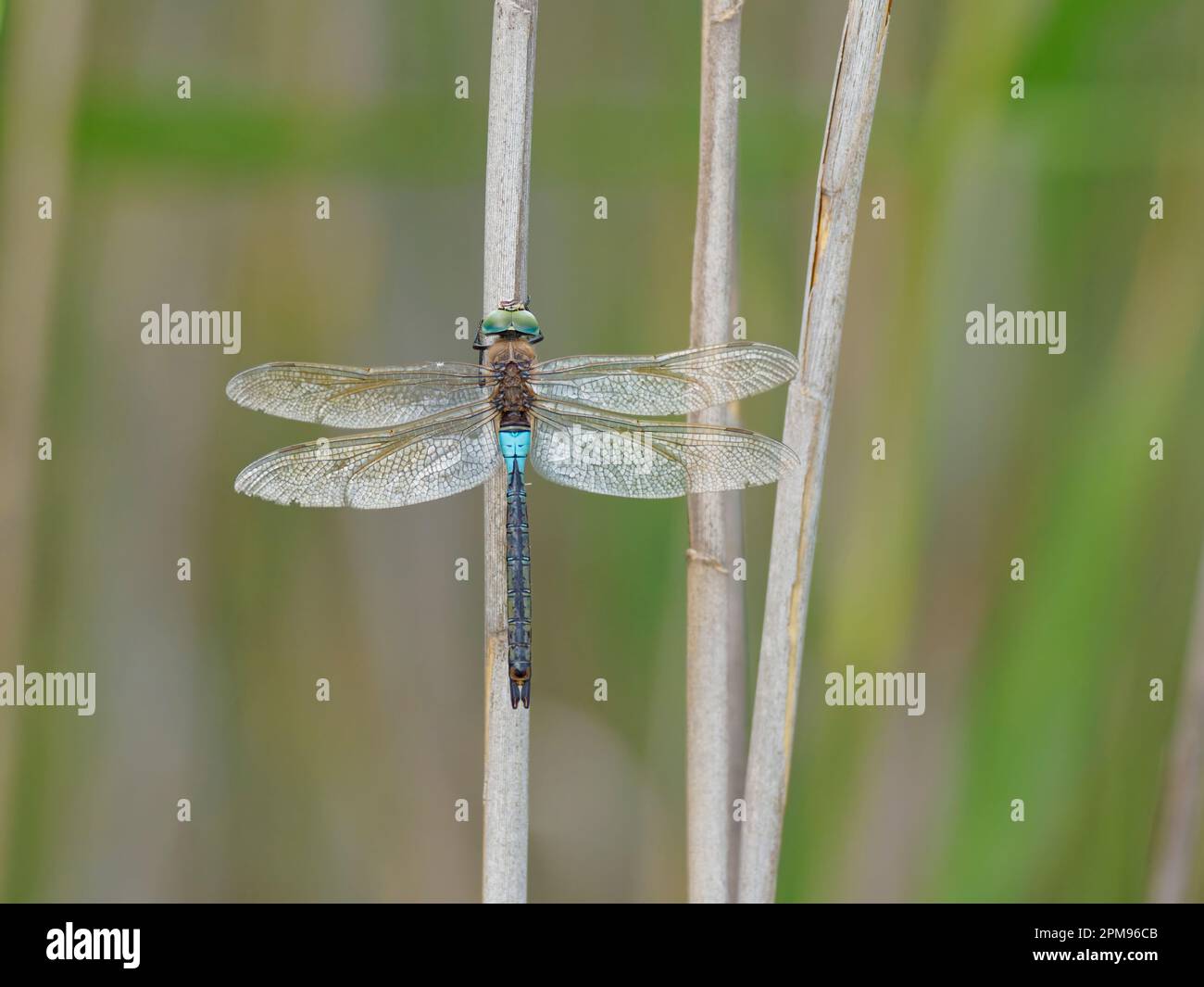 Lesser Emperor Dragonfly Anax parthenope Bulgaria IN003820 Stock Photo ...