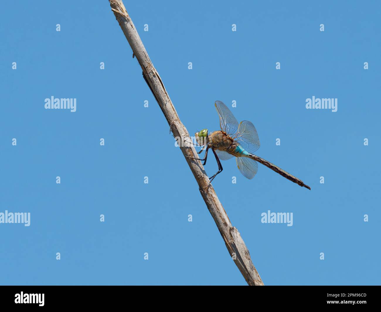 Lesser Emperor Dragonfly Anax parthenope Bulgaria IN003822 Stock Photo ...