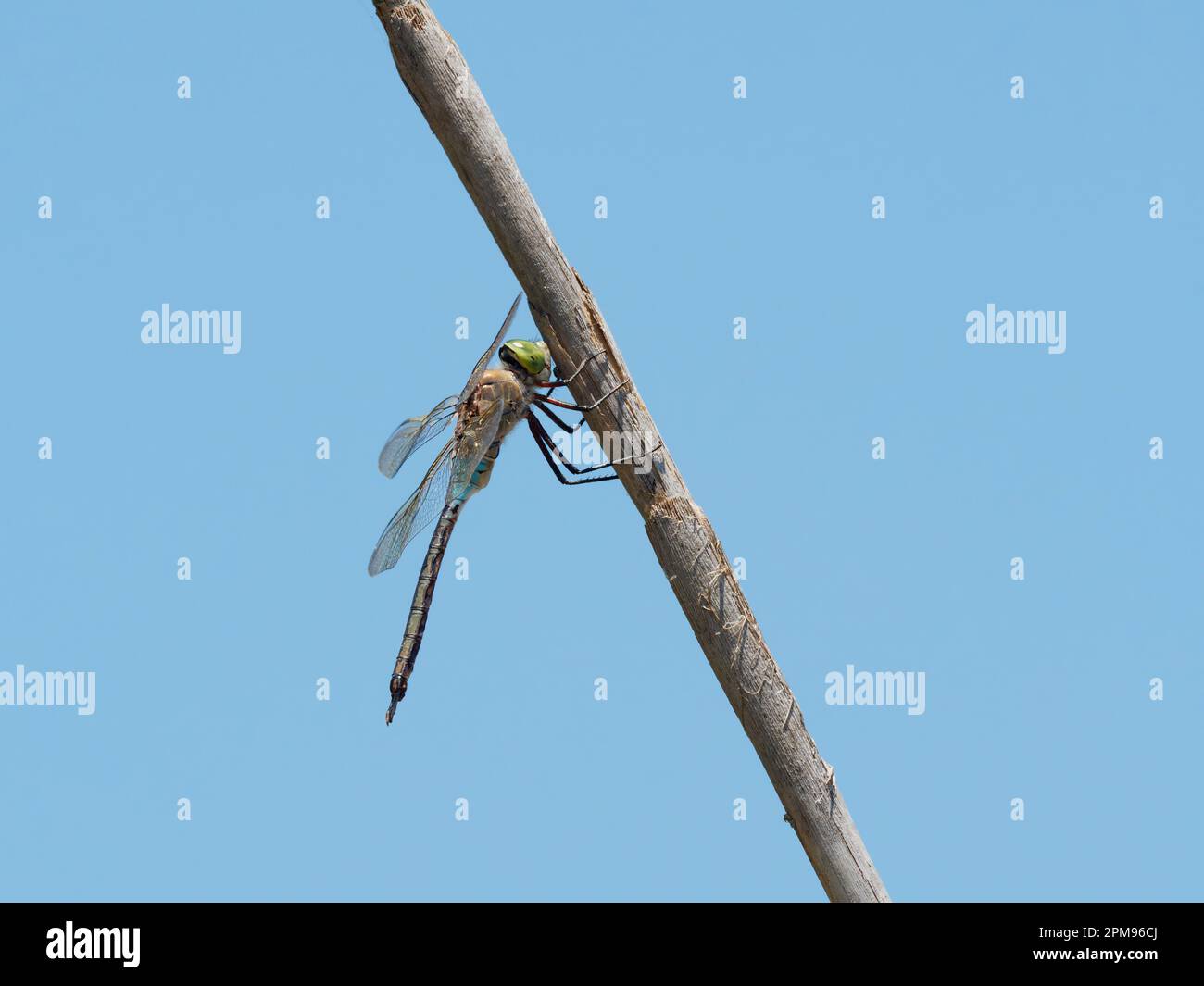 Lesser Emperor Dragonfly Anax parthenope Bulgaria IN003823 Stock Photo ...