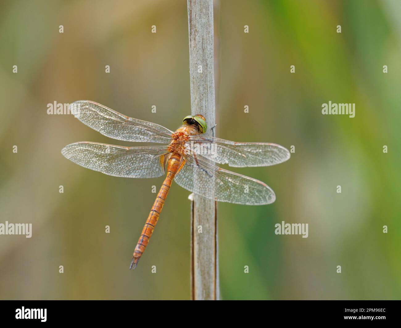Norfolk Hawker Dragonfly - at rest Aeshna isoceles Bulgaria IN003829 ...