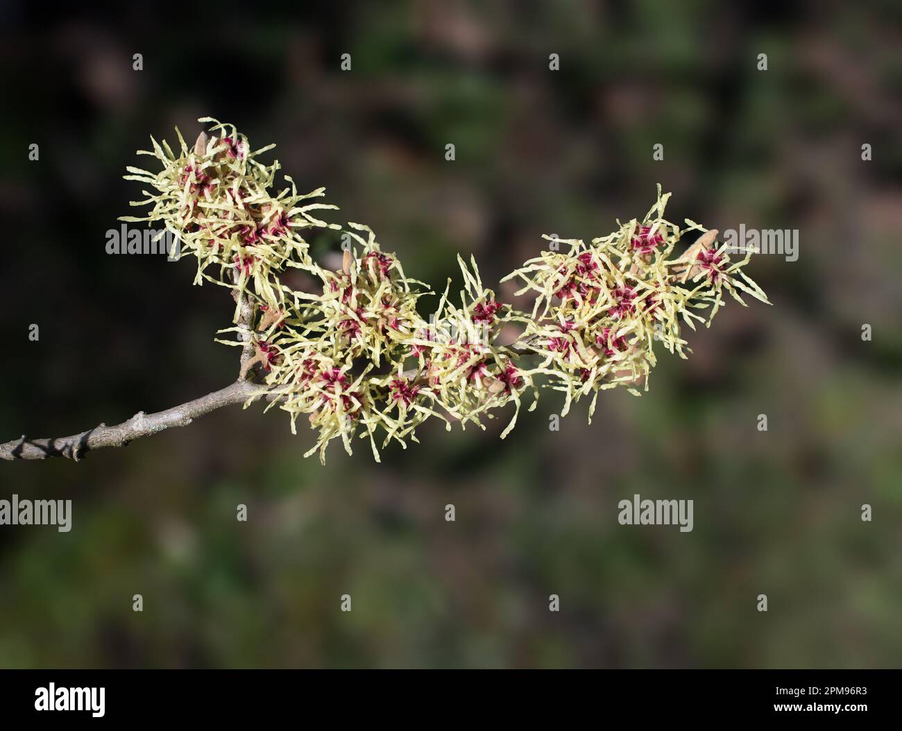 Hamamelis in winter plant winter garden hi-res stock photography and ...