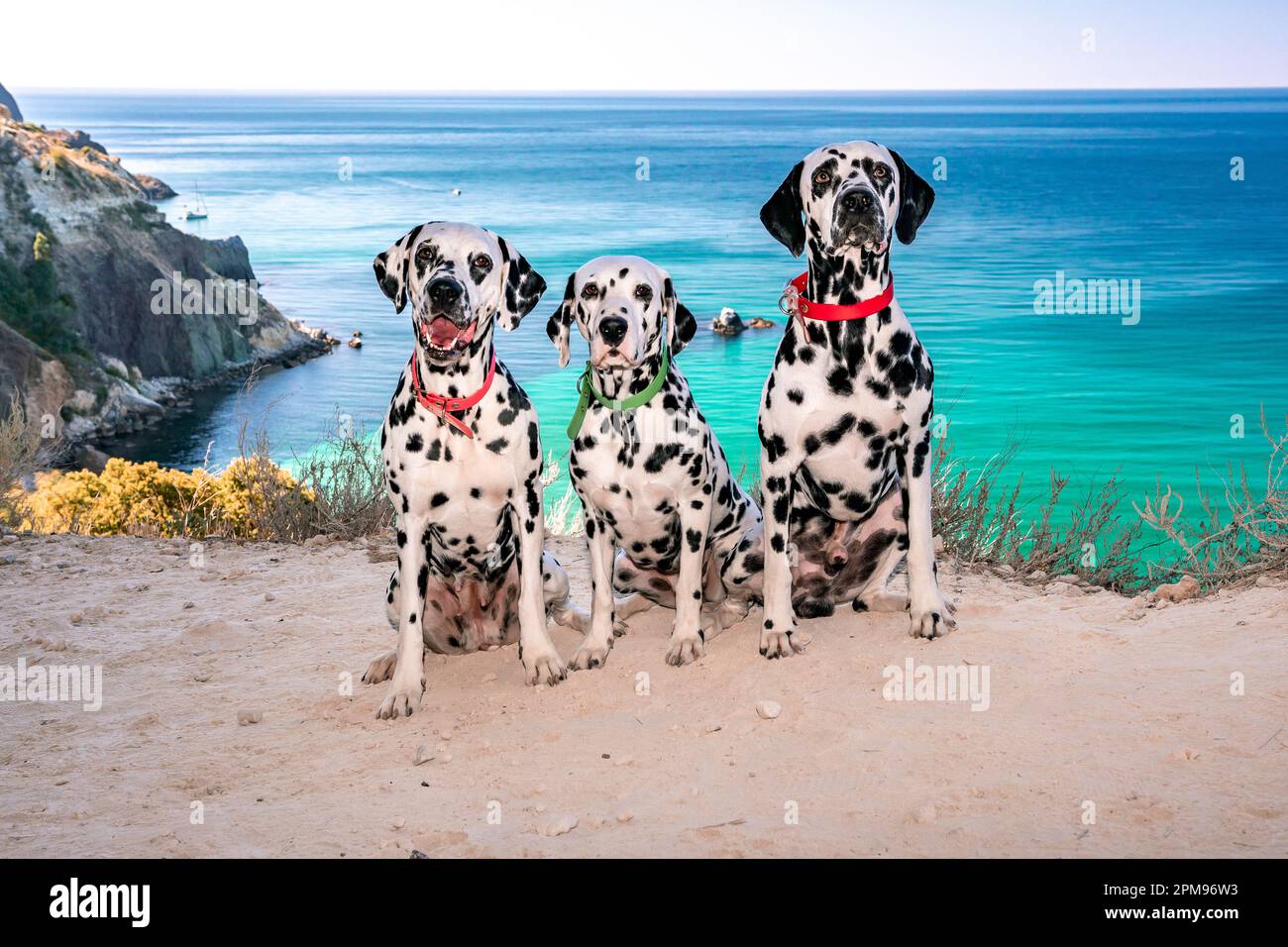 Three obedient Dalmatian dogs sit on the background of the azure sea ...