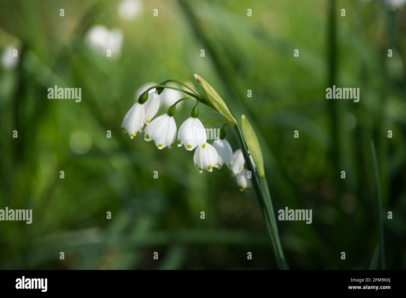 White spring flowers of summer Snowflake Leucojum aestivum Bridesmaid ...
