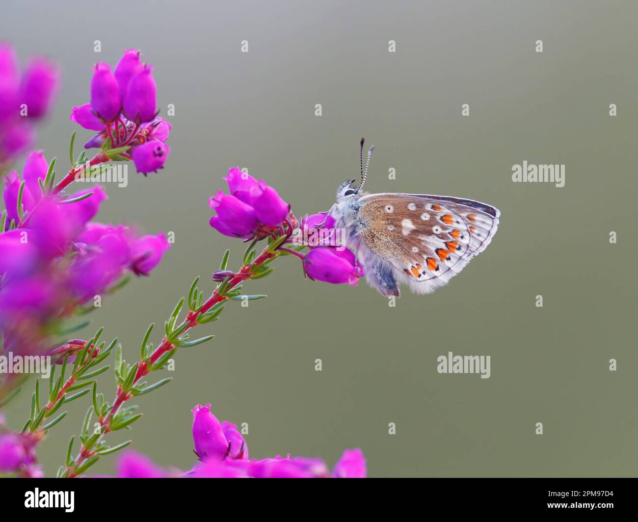 Scottish butterfly hi-res stock photography and images - Alamy