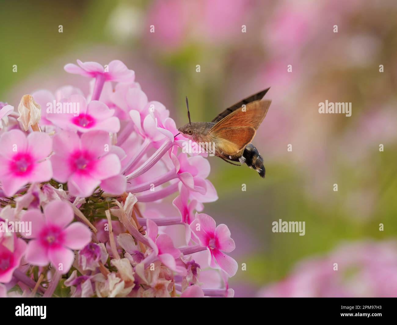 Humming insects hi-res stock photography and images - Alamy