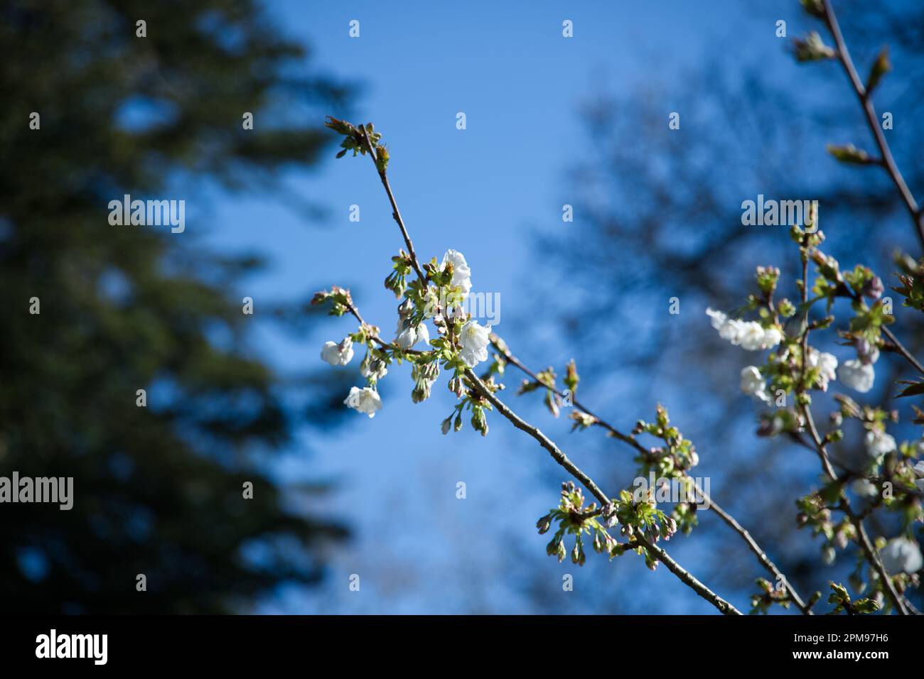 White spring blossom of ornamental Great White cherry tree prunus Tai ...