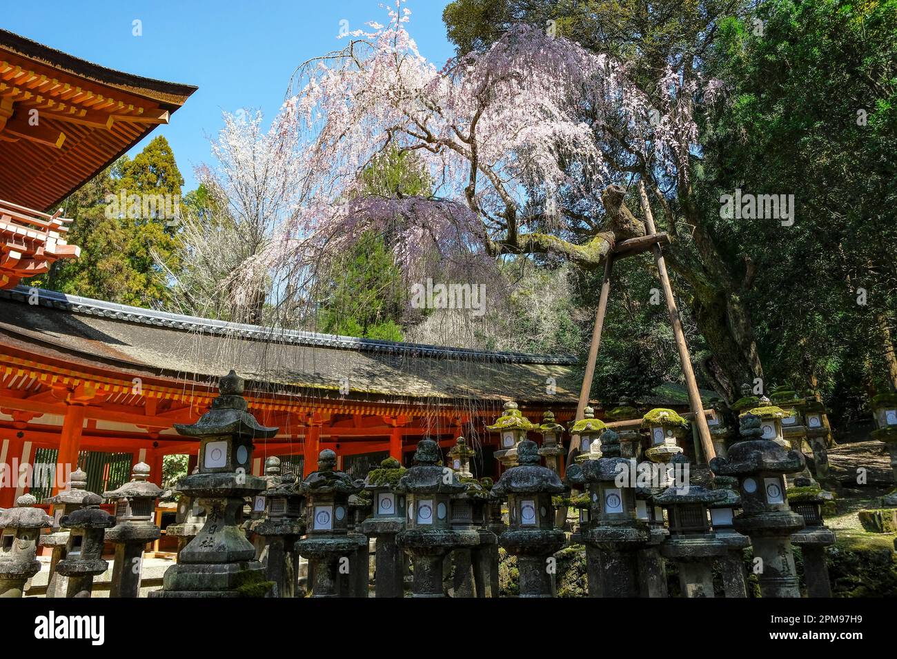 Nara, Japan - March 22, 2023: Kasuga Taisha is a shrine located in the ...