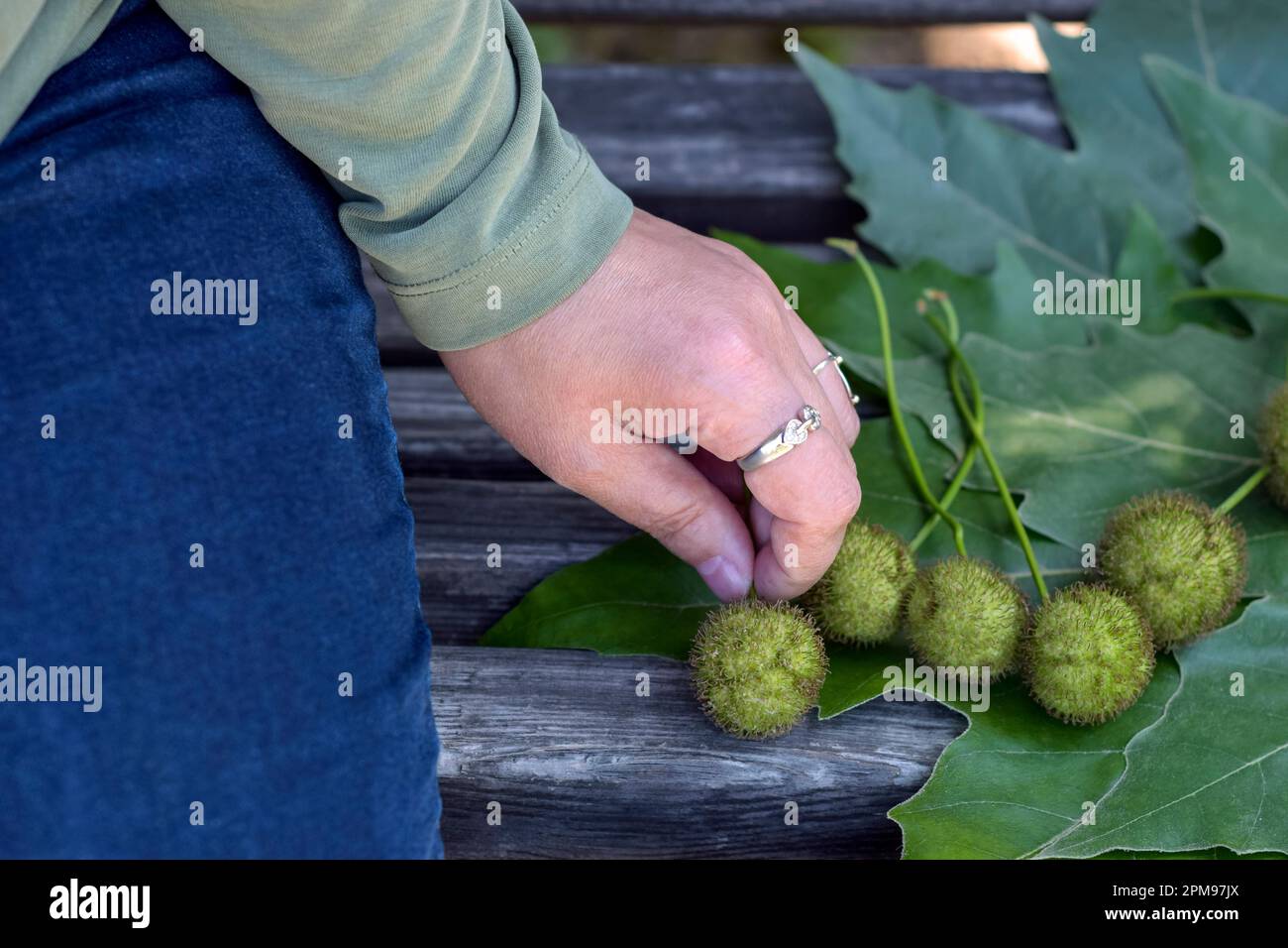 Unripe sycamore seeds lie on large sycamore leaves on old wooden bench ...