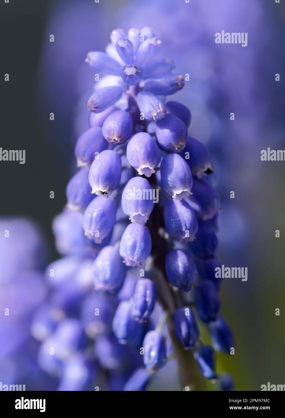 A solitary Grape Hyacinth flower, (Muscari Armeniacum), against a ...