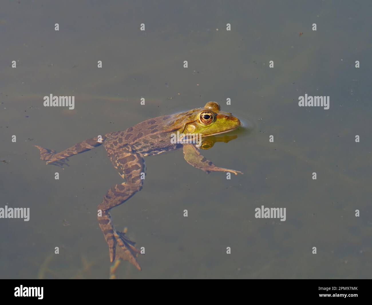 Marsh Frog Pelophylax ridibundus Bulgaria RE000480 Stock Photo - Alamy