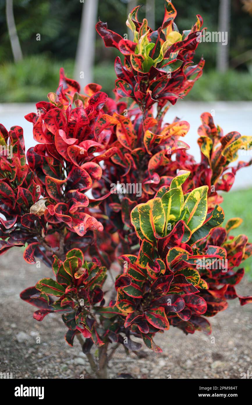 Striking red croton plant in Akumal, Riviera Maya, Yucatan, Mexico ...