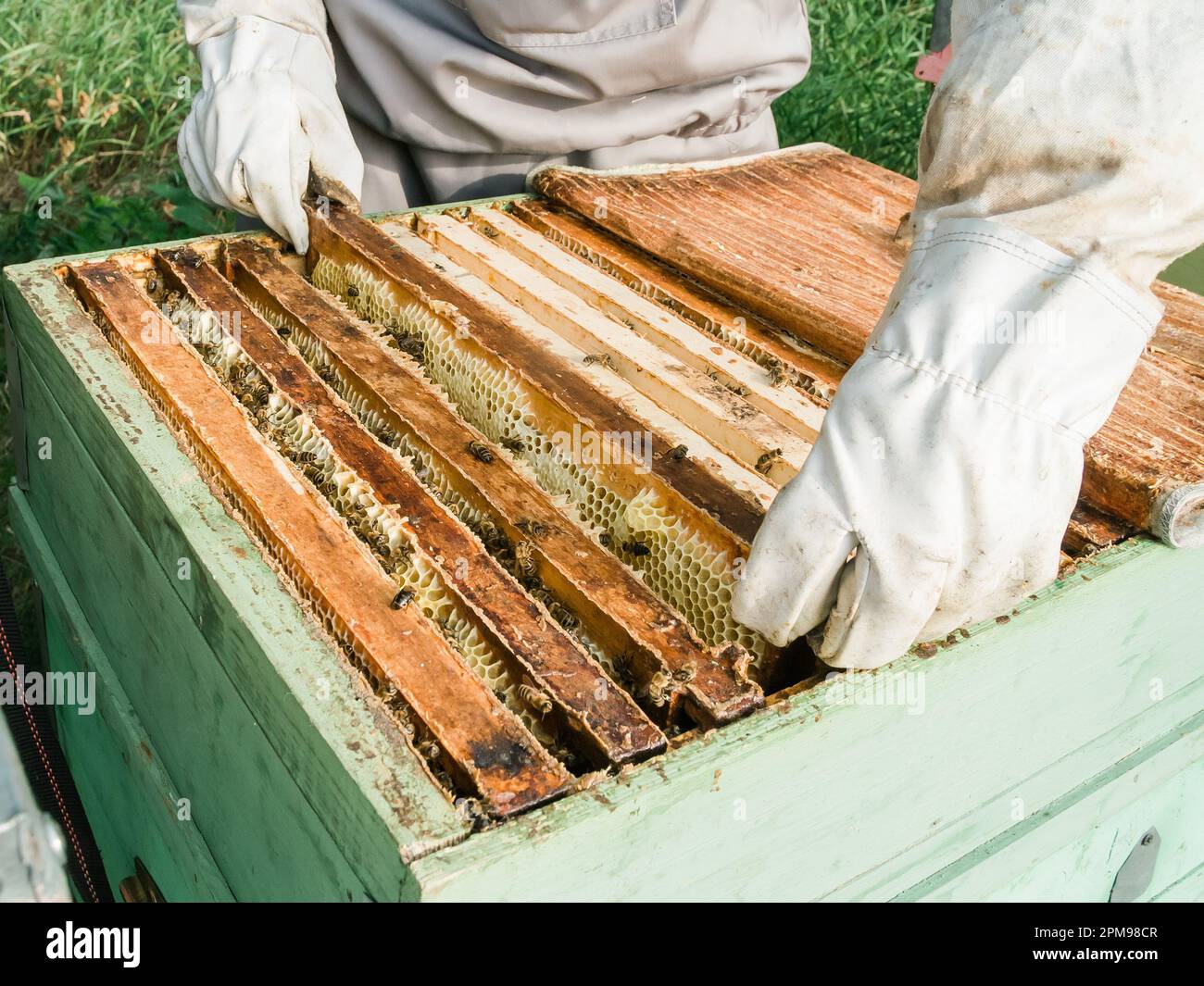 Beekeeper removing honeycomb from beehive. Person in beekeeper suit ...