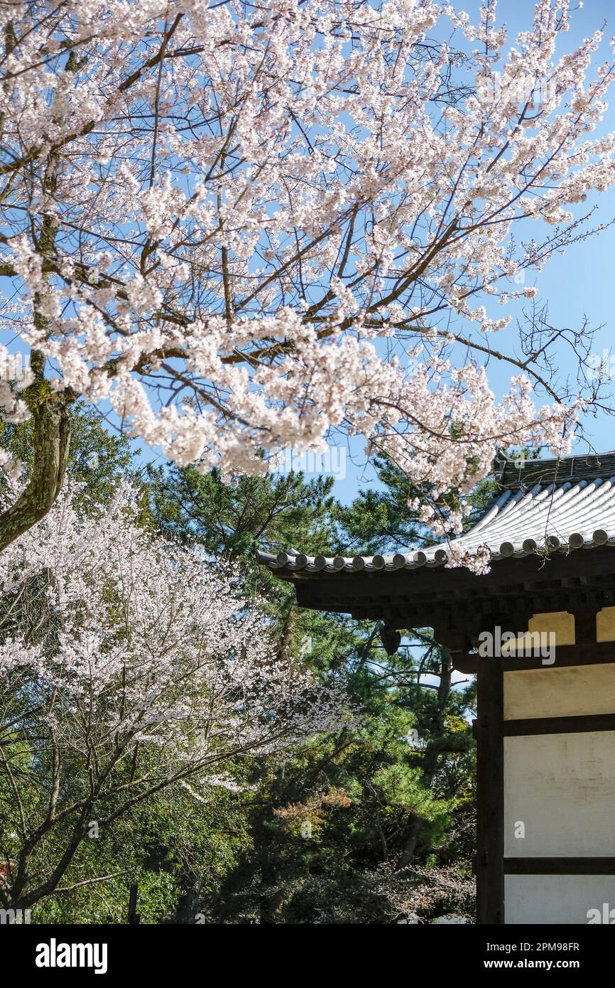 Cherry blossoms in Nara Park in Nara, Japan Stock Photo - Alamy