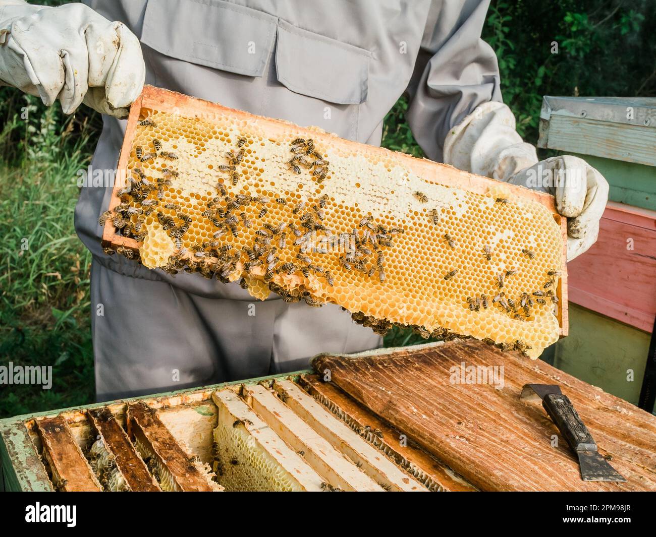 Beekeeper removing honeycomb from beehive. Person in beekeeper suit ...