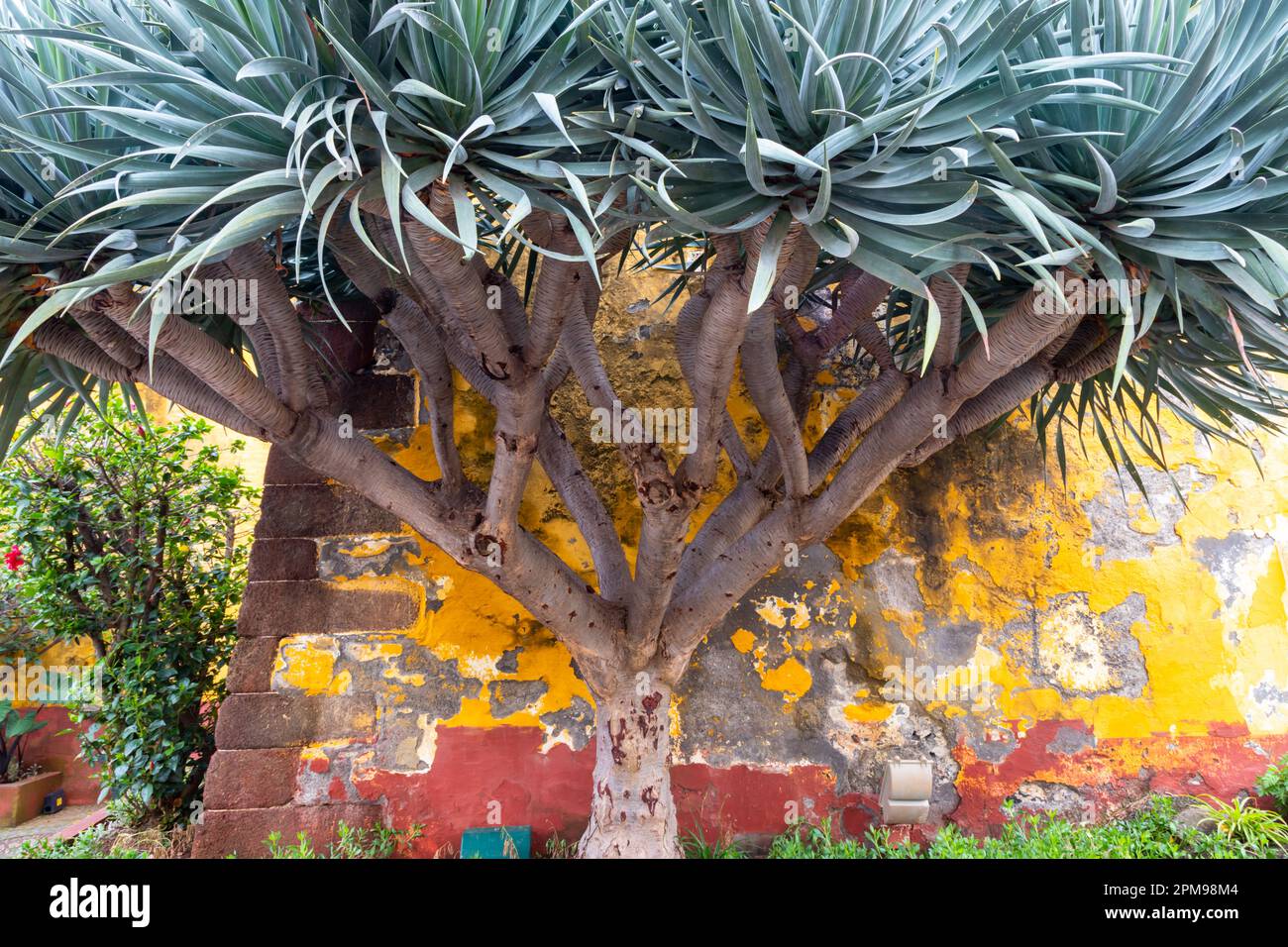 Red Blood Dragon Tree (Dracaena draco), growing in Madeira Stock Photo ...