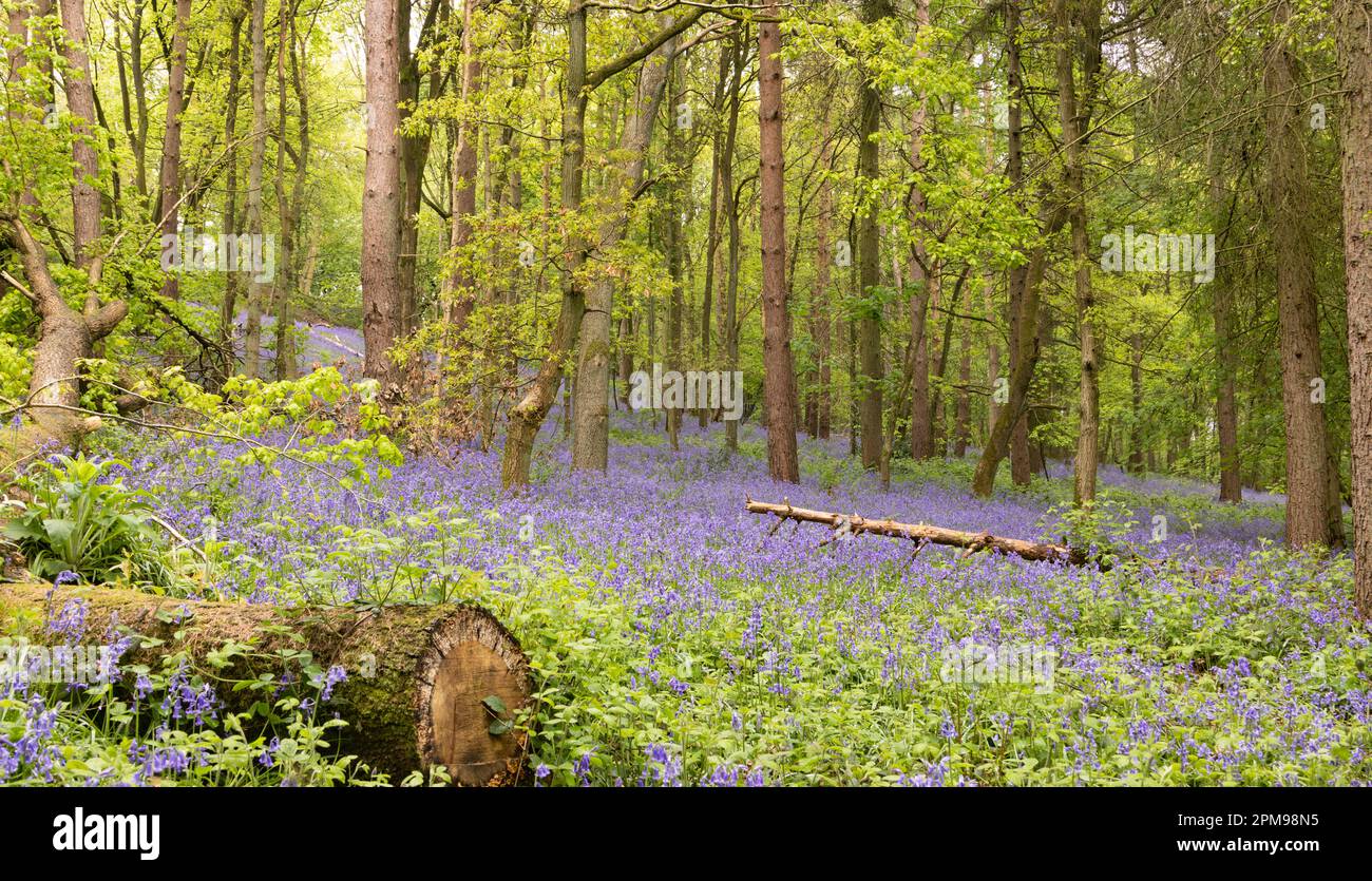 Bluebells growing around a felled tree in Hartshill Hayes Country Park ...