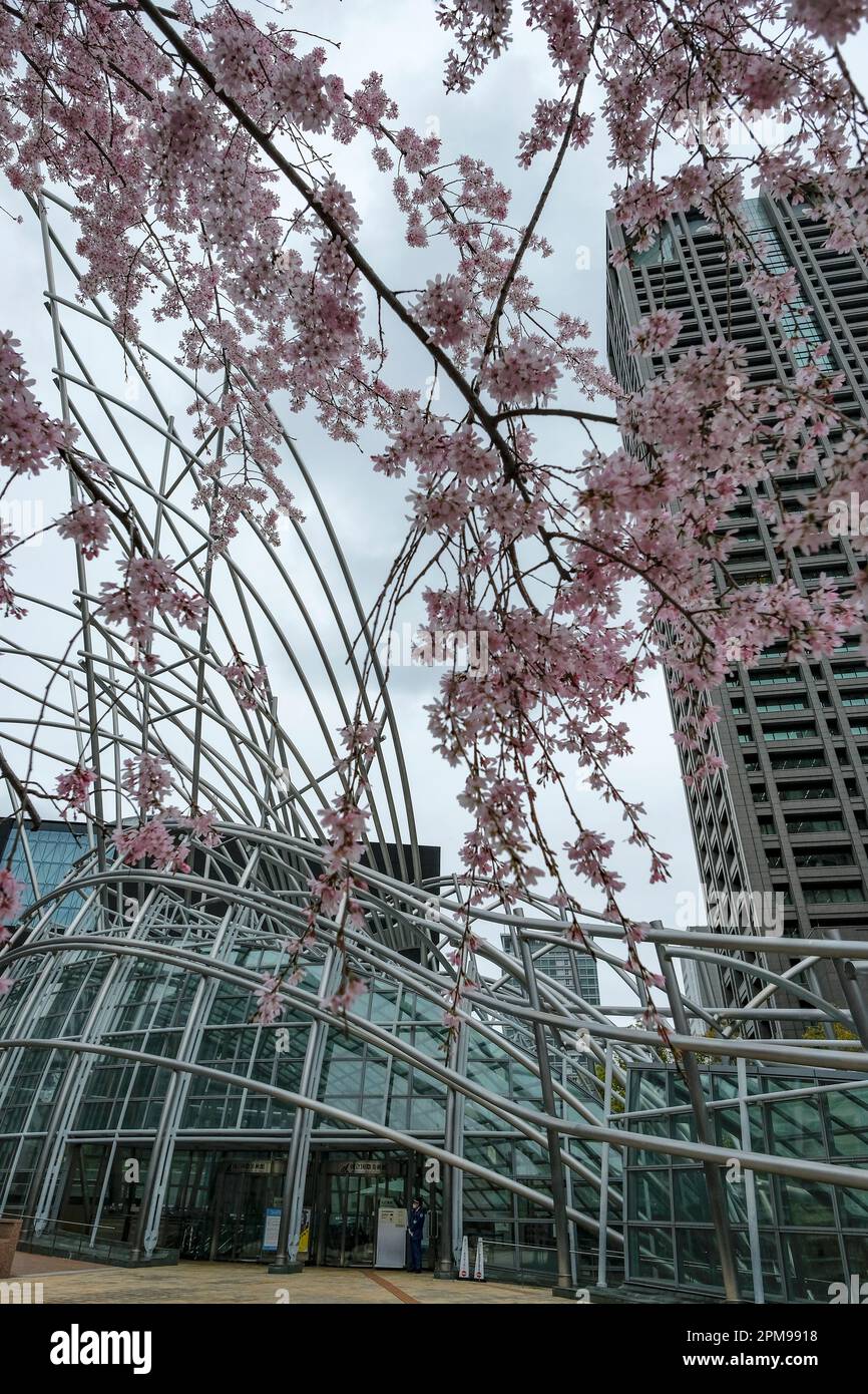 Osaka, Japan - March 24, 2023: Cherry blossoms in front of the National ...