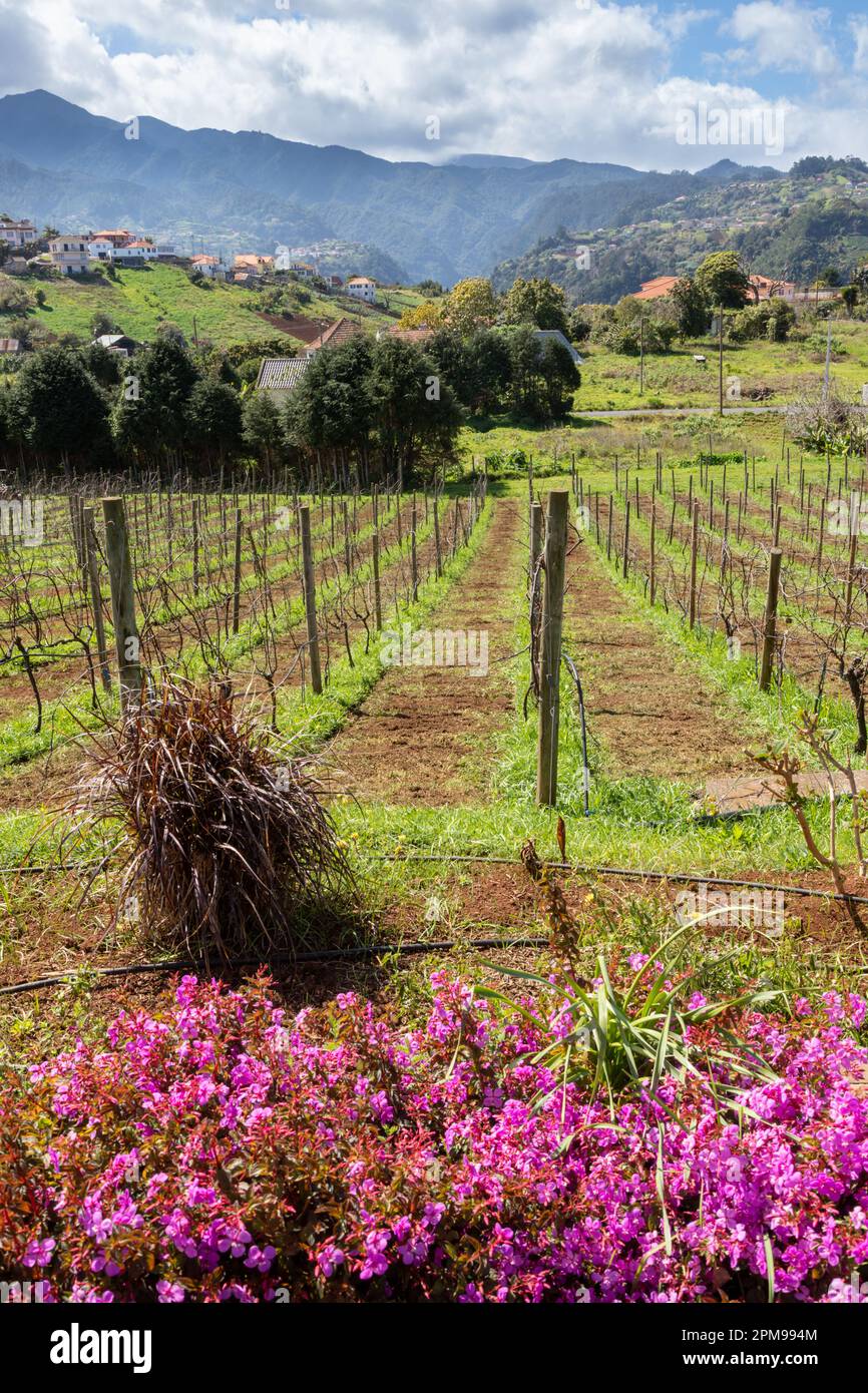 Vineyard in spring sunshine, Madeira. 2023 Stock Photo - Alamy