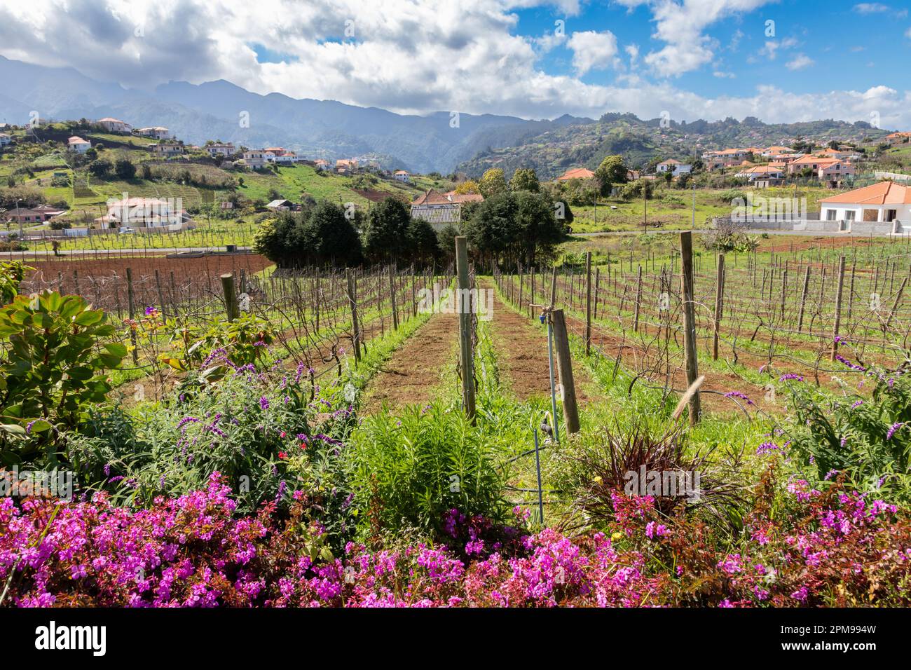 Vineyard in spring sunshine, Madeira. 2023 Stock Photo - Alamy