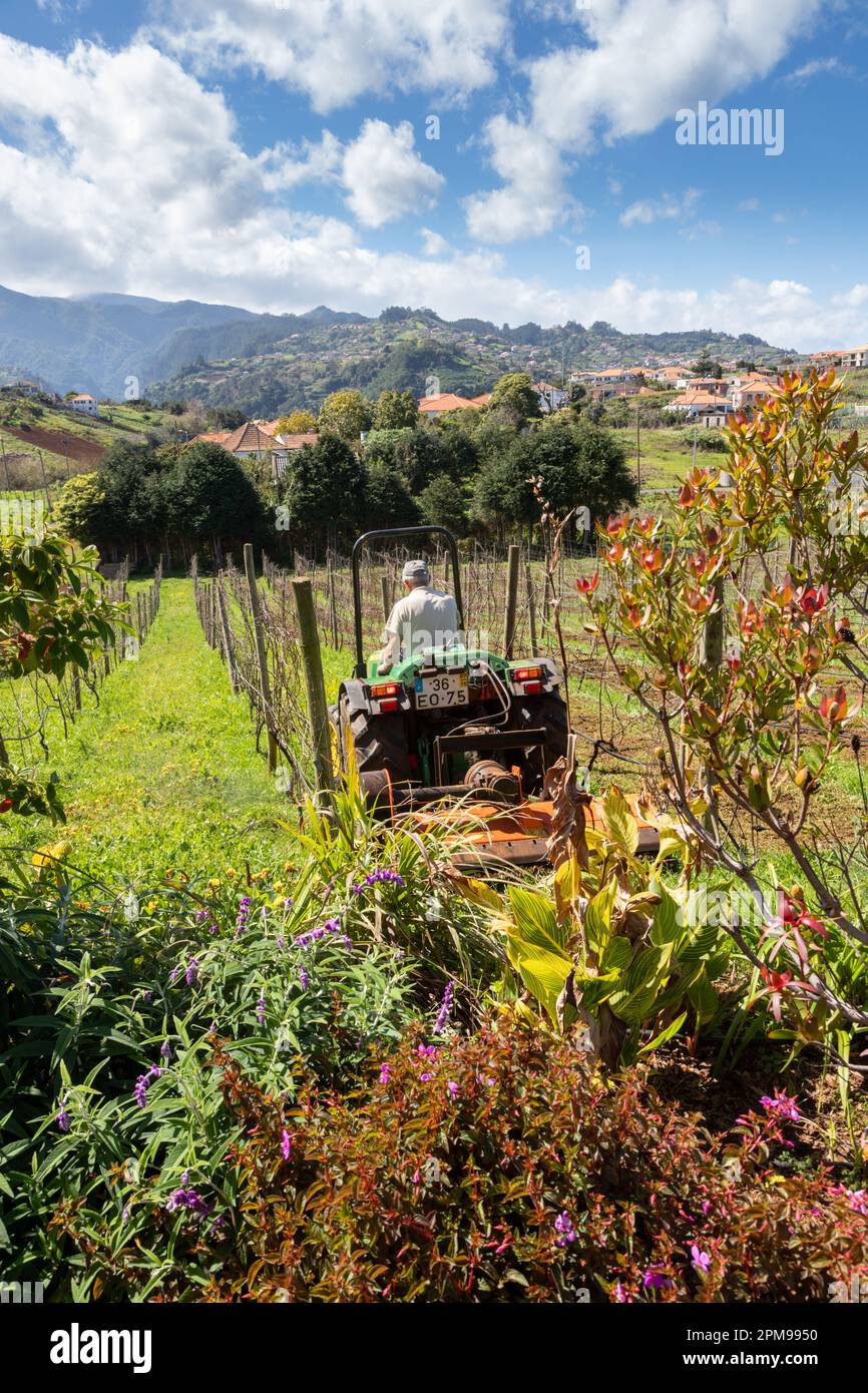 Vineyard in spring sunshine, Madeira. 2023 Stock Photo - Alamy