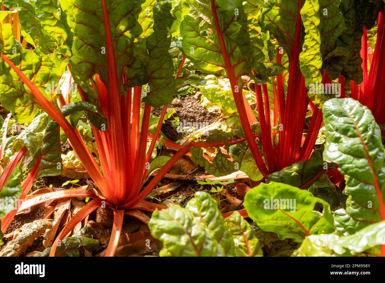 Gardening chard hi-res stock photography and images - Alamy