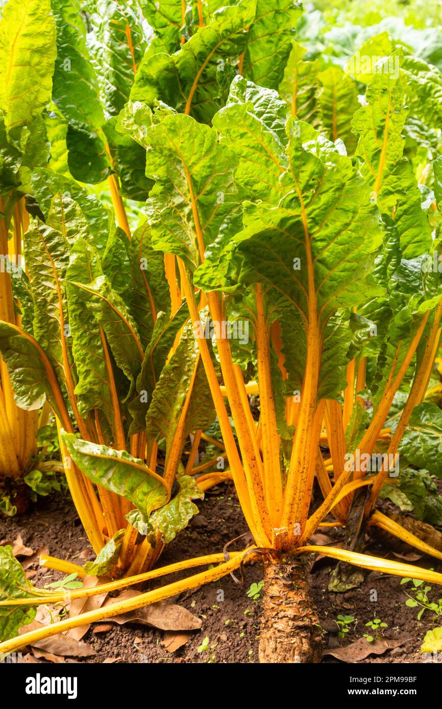 Chard variety hi-res stock photography and images - Alamy