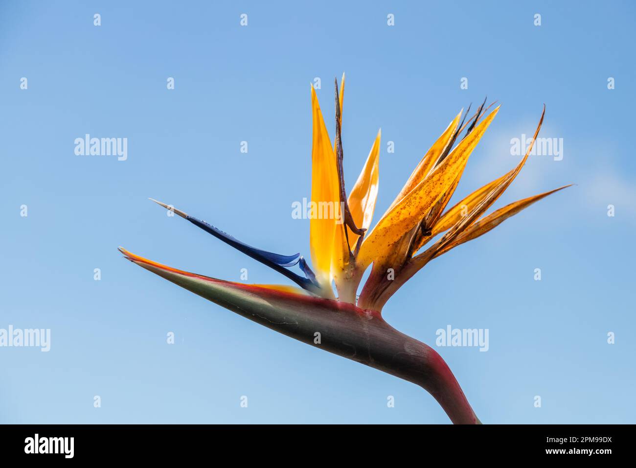 Lily bird of paradise hi-res stock photography and images - Alamy