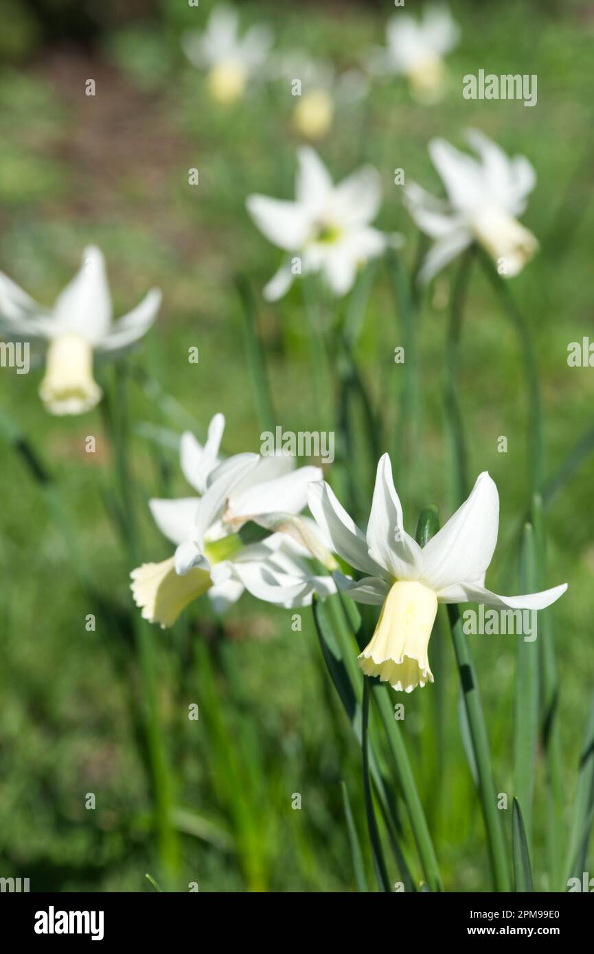 White and pale Yellow spring flowers of dwarf daffodil narcissus Jenny ...