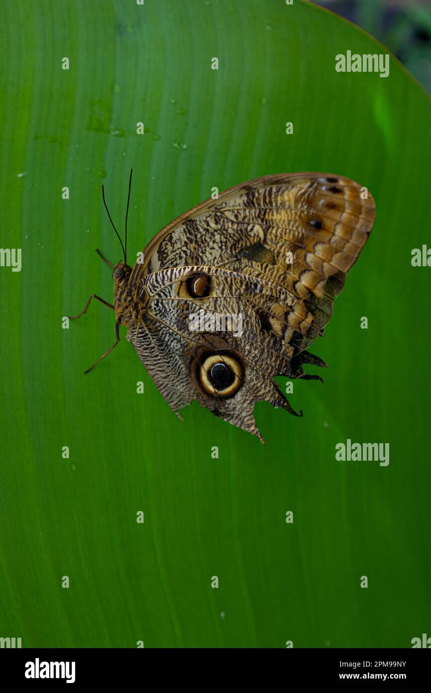 Lancaster butterfly house hi-res stock photography and images - Alamy