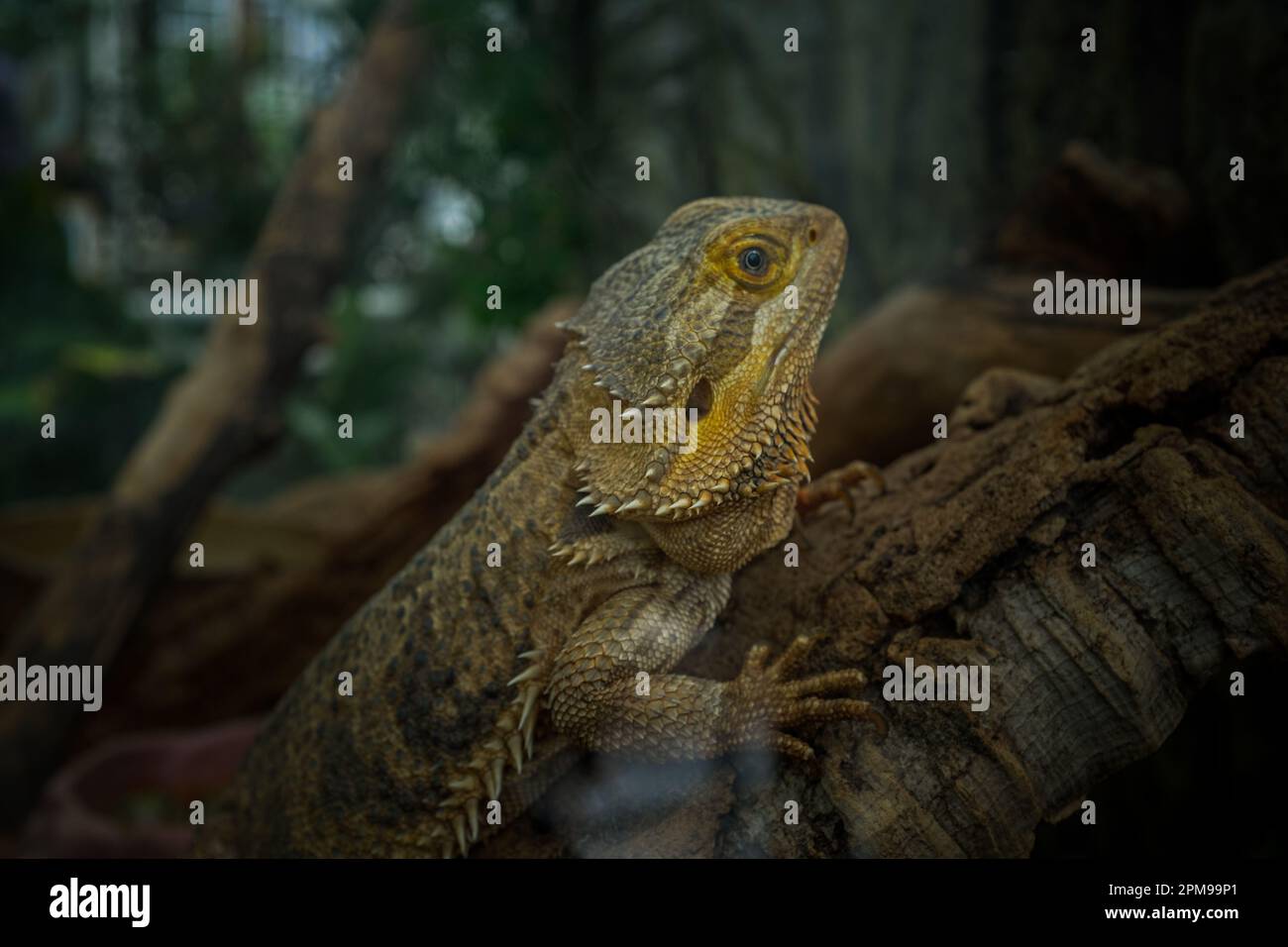 Butterfly house lancaster hi-res stock photography and images - Alamy