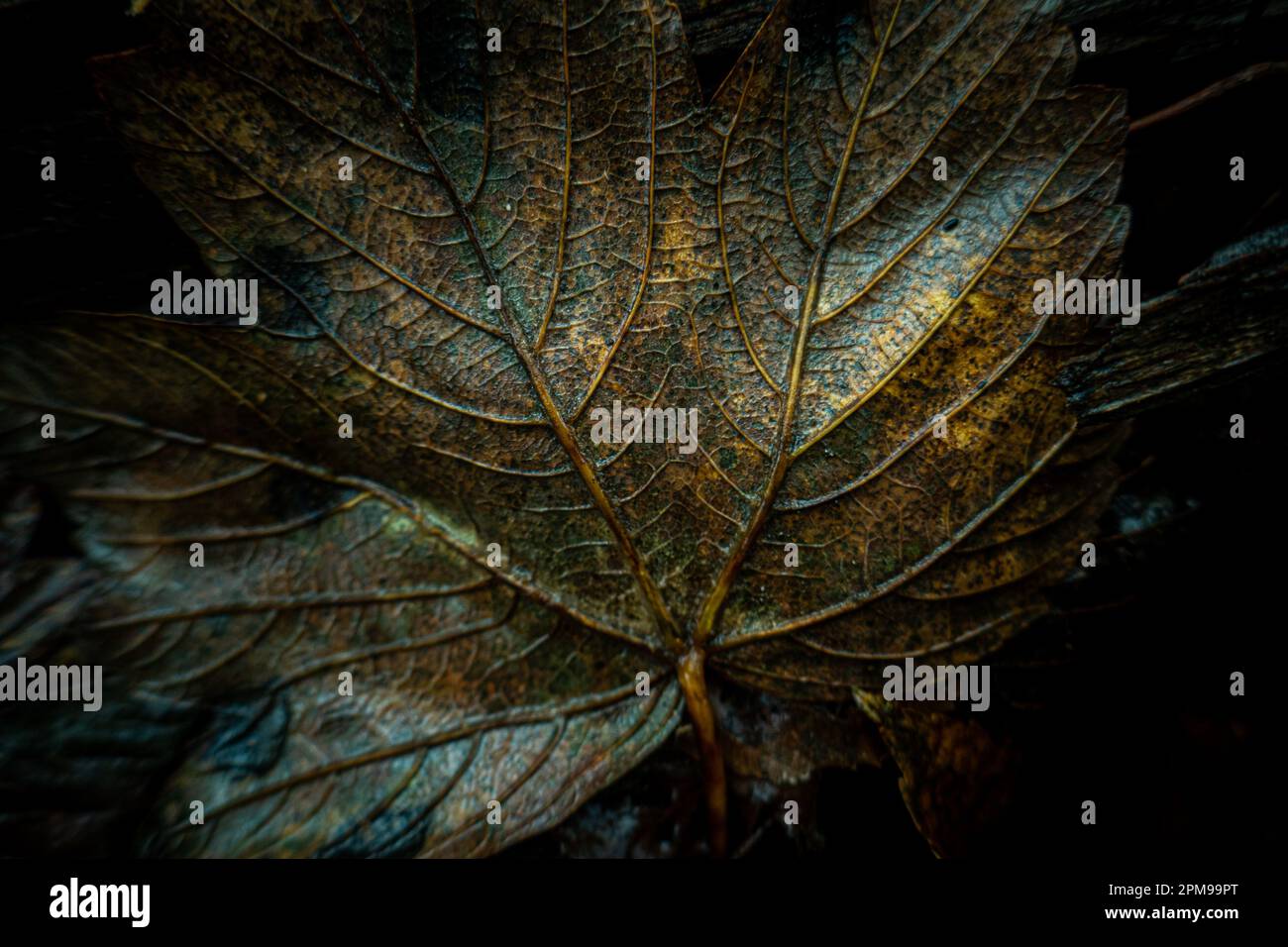 Worden Park, Leyland Stock Photo - Alamy