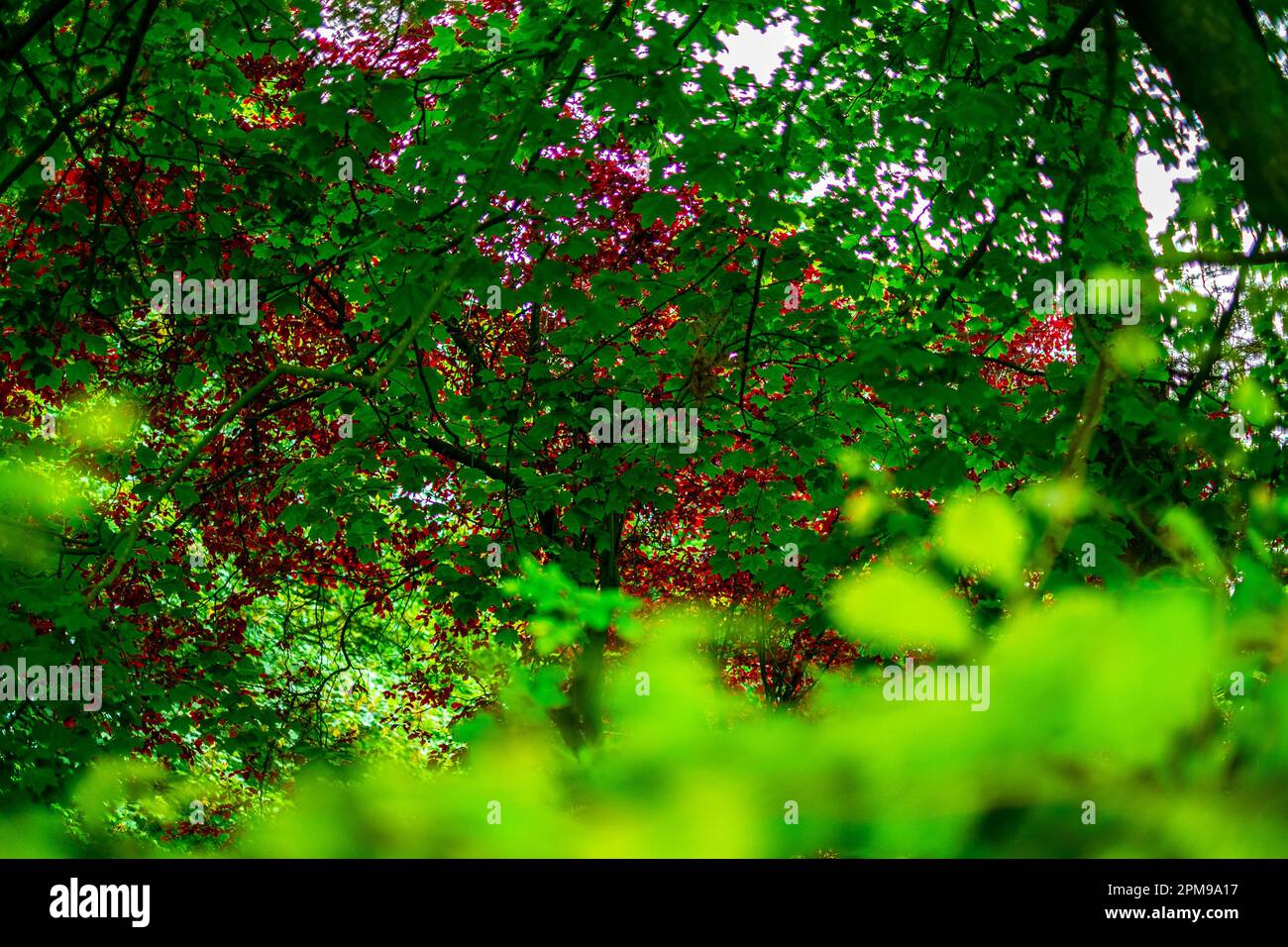 Worden Park, Leyland Stock Photo - Alamy