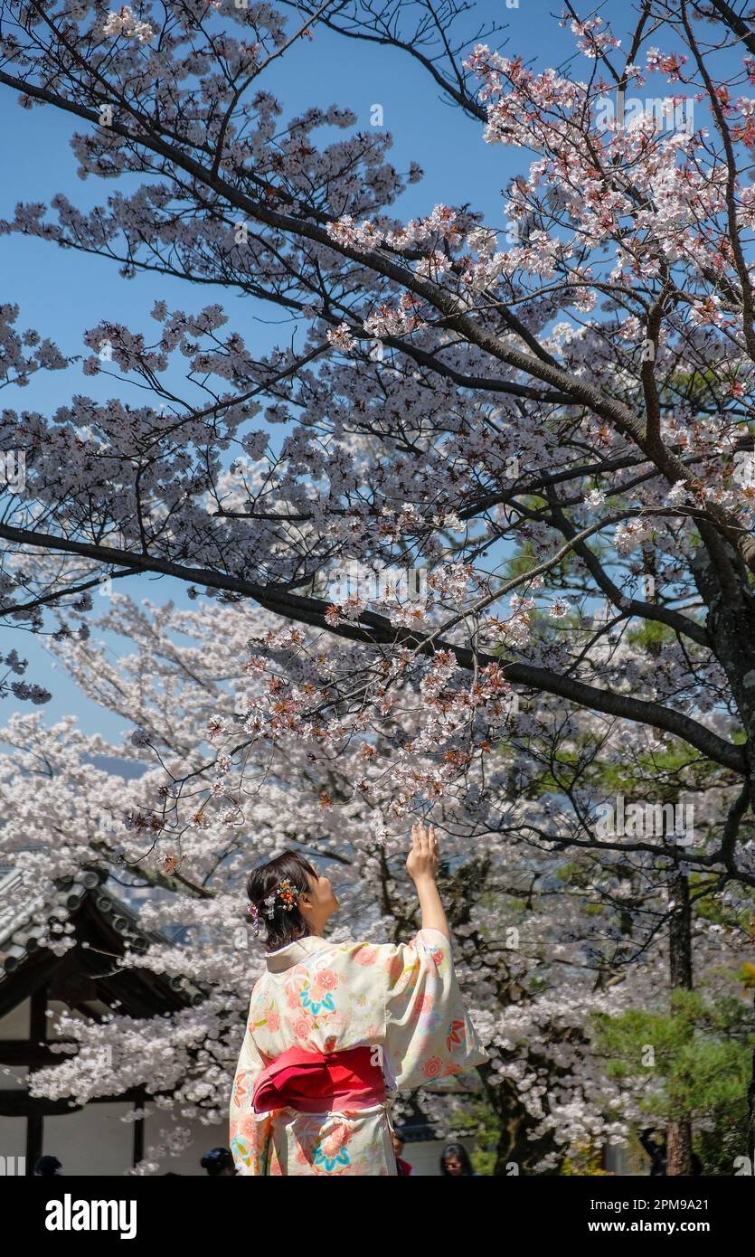 Kyoto, Japan - March 28, 2023: A woman dressed in a kimono under a cherry blossom tree in Kyoto ...