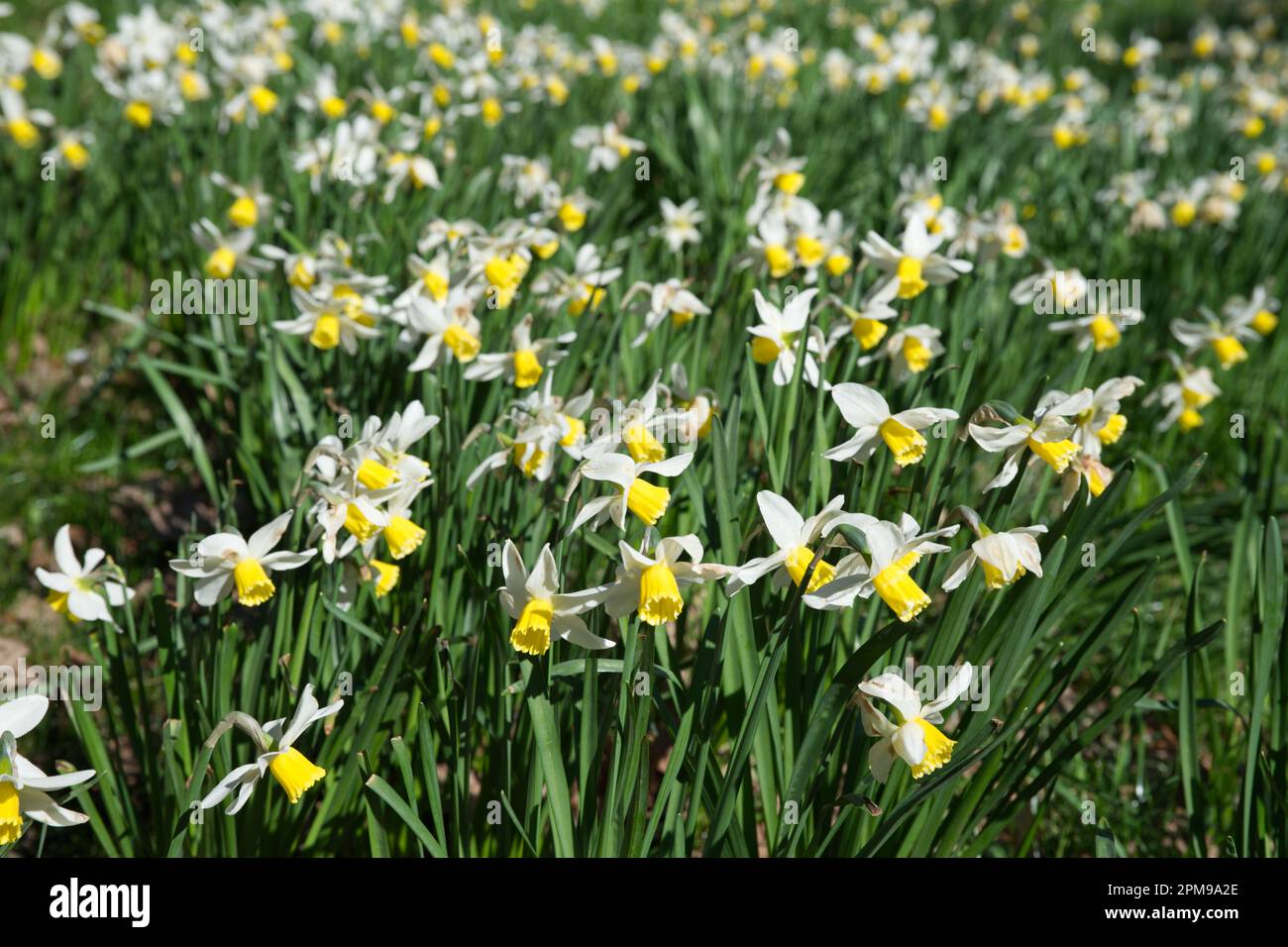 White and pale Yellow spring flowers of dwarf daffodil narcissus Jack ...
