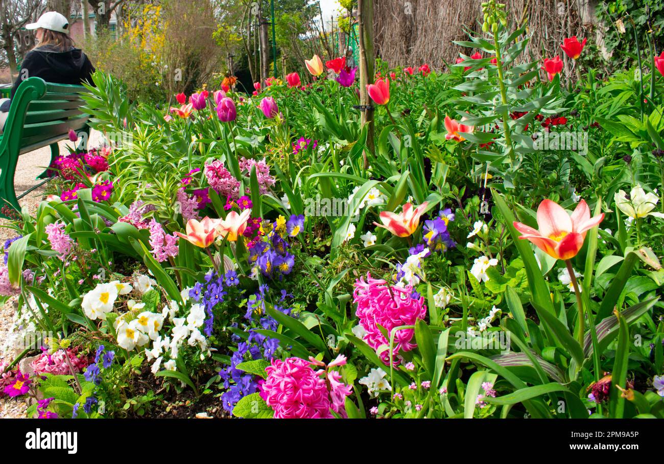 Bright multi-colored Tulips in bloom in Monets garden during spring ...