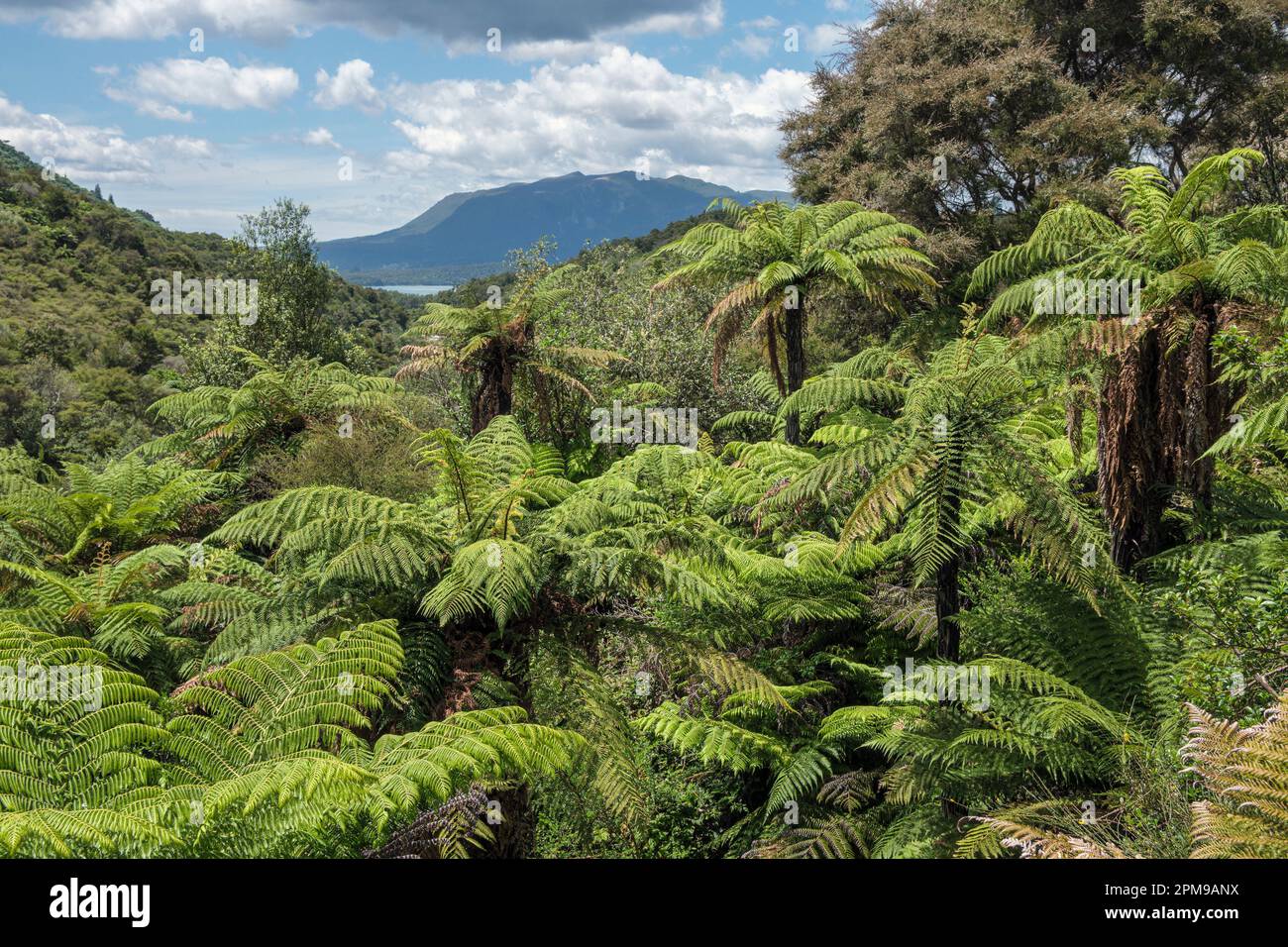 Tree ferns in Waimangu Volcanic Valley and view towards Lake Rotomahana ...