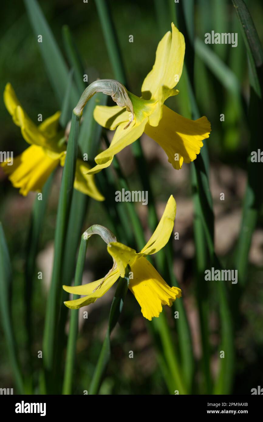 Bright Yellow spring flowers of dwarf daffodil narcissus February Gold ...